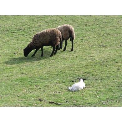 1 oz Irish Country Sheep Wool Top – Acorns & Twigs
